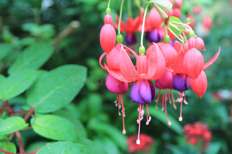 Fuschia flowers stock image. Image of petal, fuchsia - 74753835