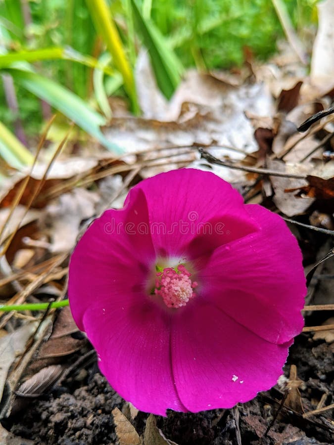 Fuschia ground flower stock image. Image of pink, fuschia - 150675413