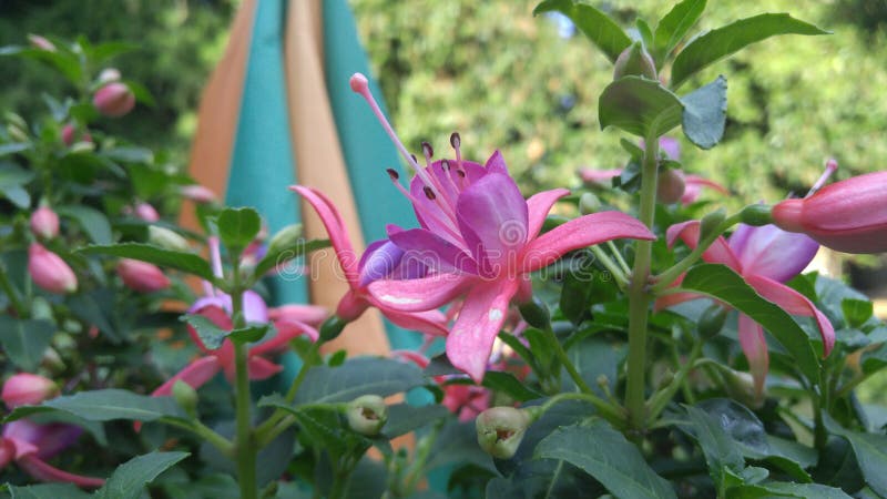 Fuschia stock image. Image of pink, summer, flower, pure - 76490453