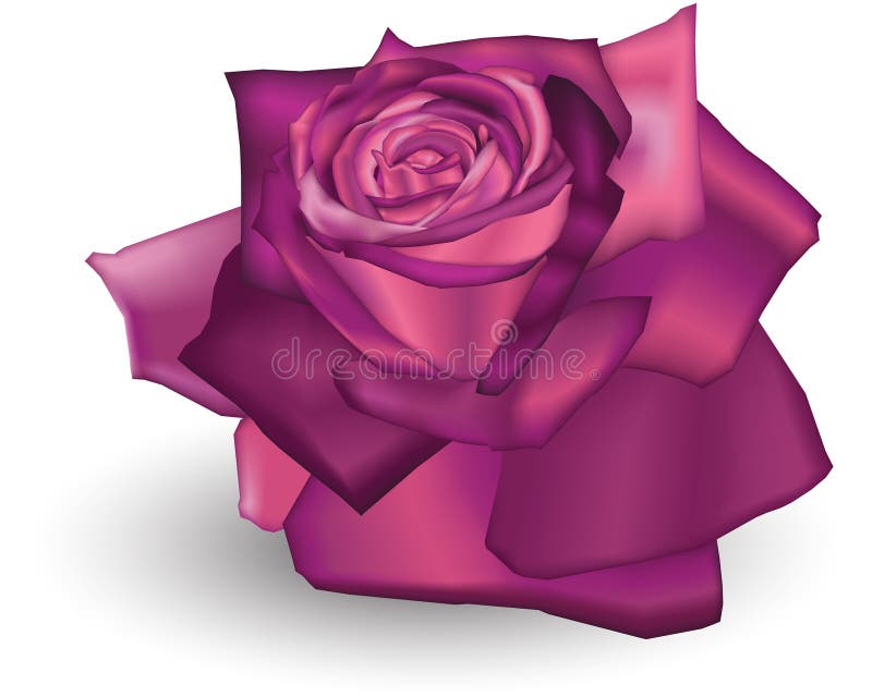 Fuschia Rose stock vector. Illustration of soft, smell - 7345633