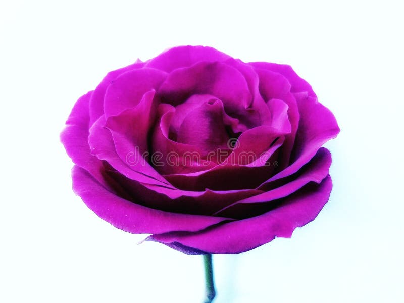 Fuschia rose stock image. Image of blooming, purple - 113577737