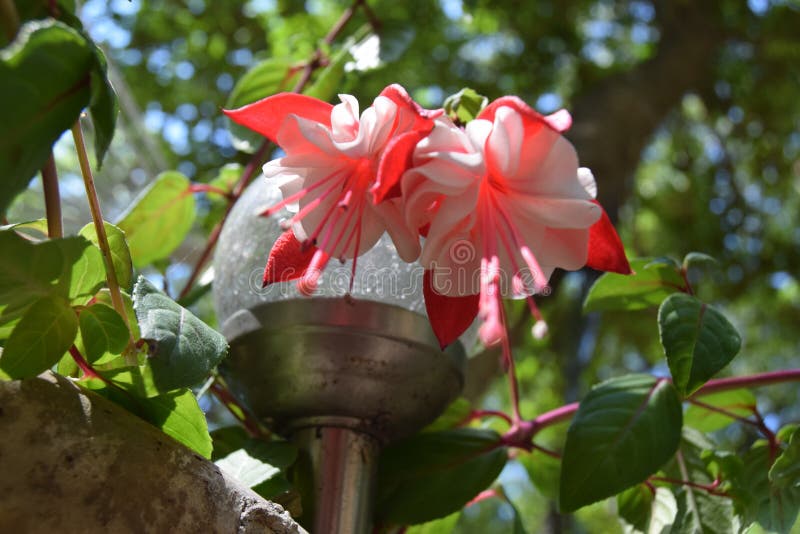 Fuscia stock image. Image of bright, purple, spring, flower - 4293353