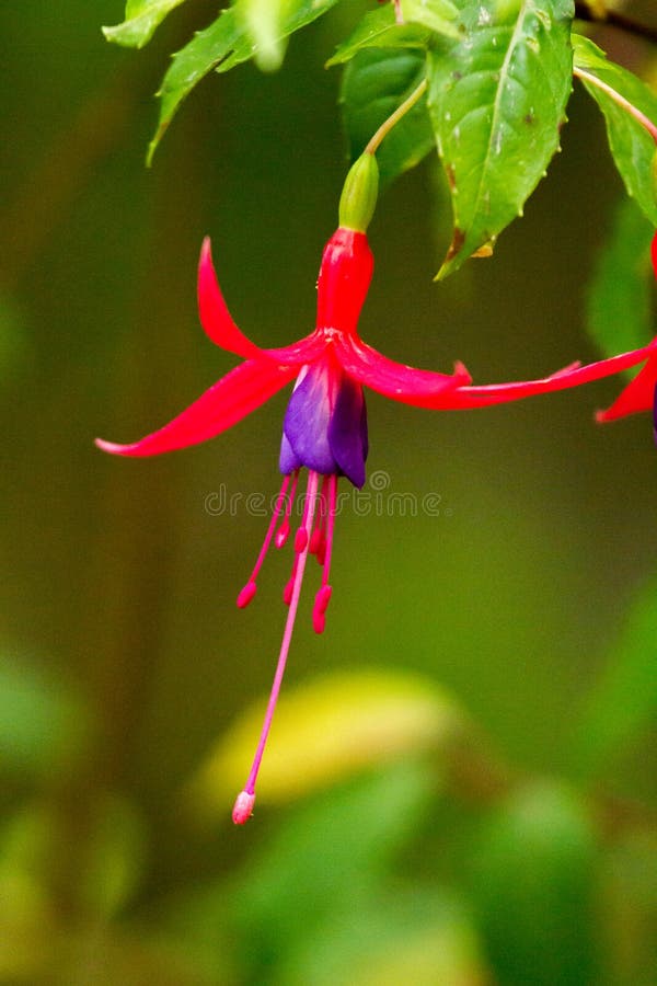 Fuscia stock image. Image of fuscia, bushes, looking - 81581045