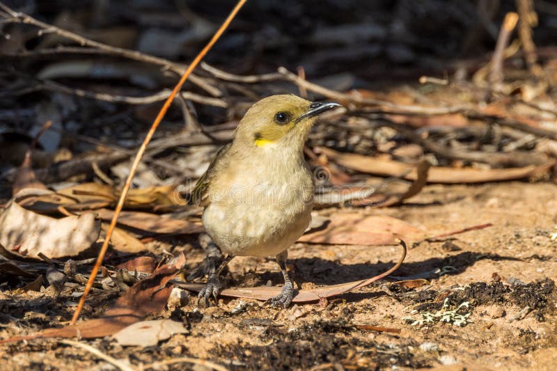Fuscous Honeyeater in Victoria Australia Stock Photo - Image of ...