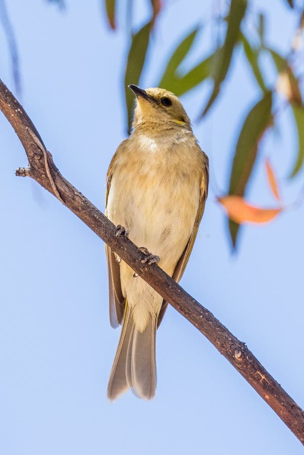 Fuscous Honeyeater in Victoria Australia Stock Photo - Image of native ...