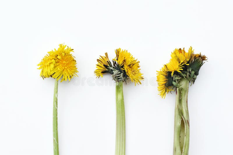 Fused dandelions stock image. Image of disease, mutations - 309623571