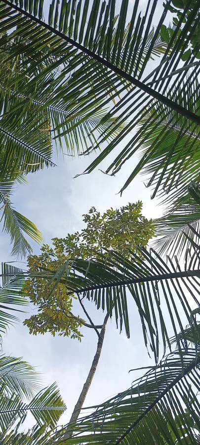 Fused Tree Trunks and Leaves Stock Photo - Image of leaves, vegetation ...