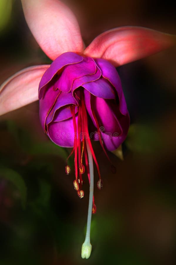 Fushia stock image. Image of power, romance, seasons, macro - 223113