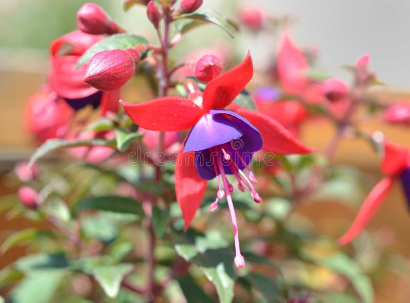 The fushia flower stock photo. Image of garden, fushia - 217126290