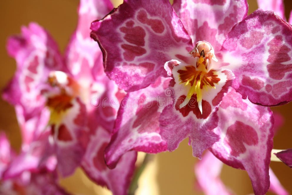 Fushia Orchids stock image. Image of plants, orchids, peaceful - 1419959