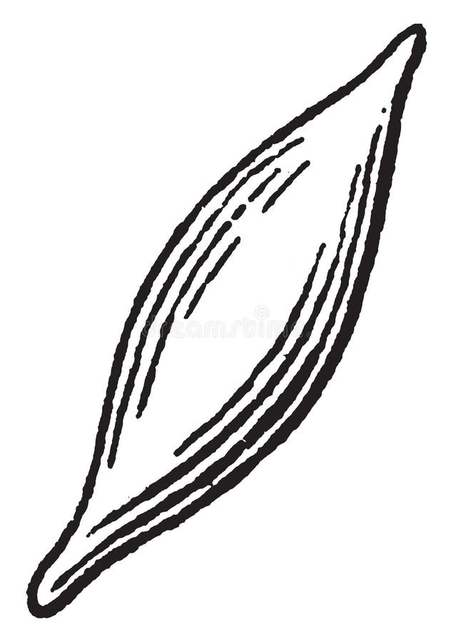 Fusiform Vintage Illustration Stock Vector - Illustration of black ...