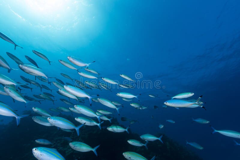 Fusiliers Dans Les Eaux Tropicales De La Mer Rouge. Photo stock - Image ...