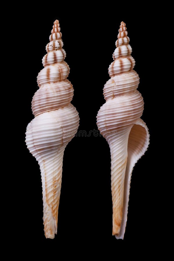 Fusinus Forceps Stock Photos - Free & Royalty-Free Stock Photos from ...