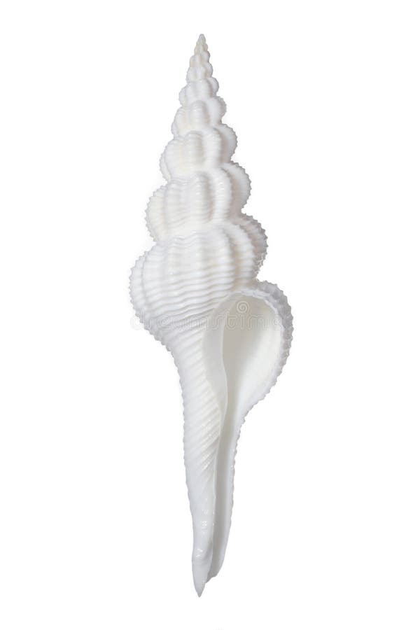 Fusinus Spiral Shell stock image. Image of fusinus, shell - 5829565