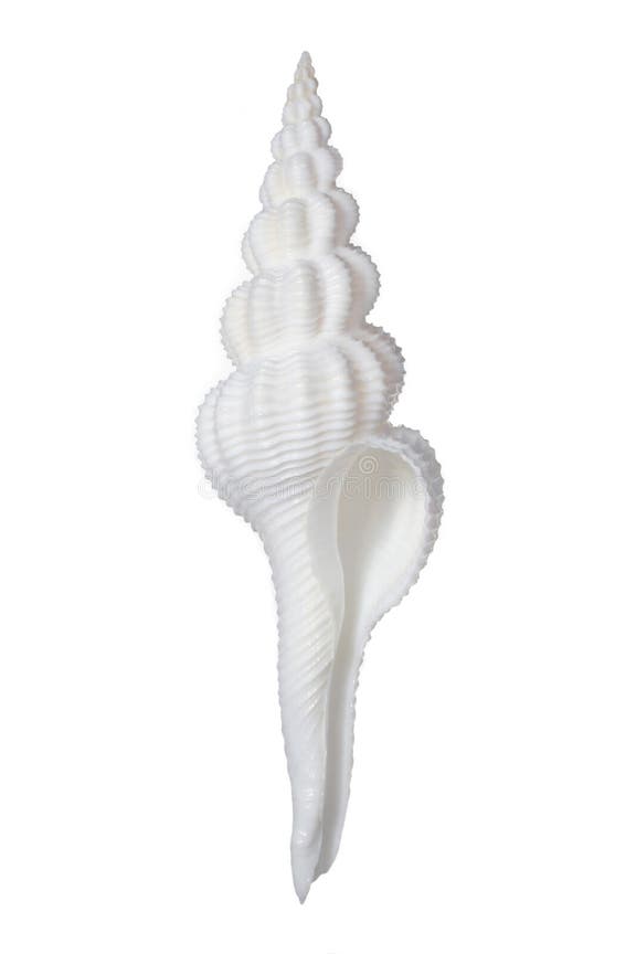 Fusinus Spiral Shell stock image. Image of fusinus, shell - 5829565