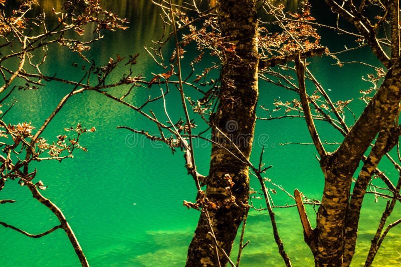 Trees and a lake stock image. Image of autumn, trees - 102216497