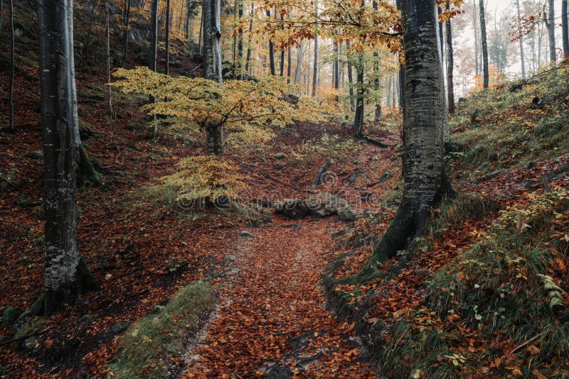 Fussen, Bavaria, Germany. Autumn Forest Stock Photo - Image of ...