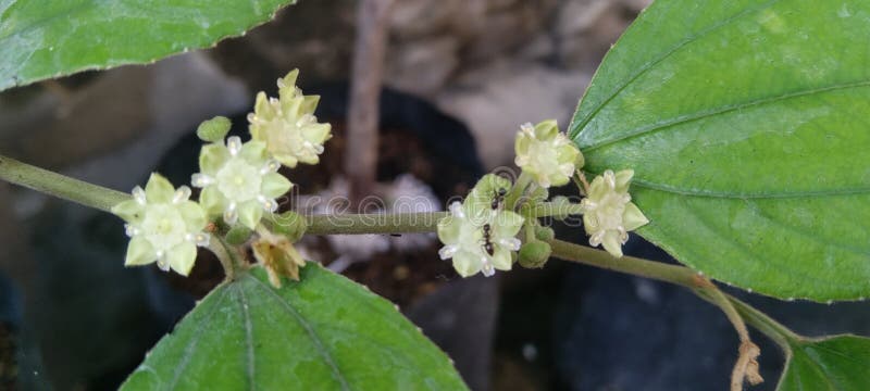 Futsa Apple Stock Photos - Free & Royalty-Free Stock Photos from Dreamstime