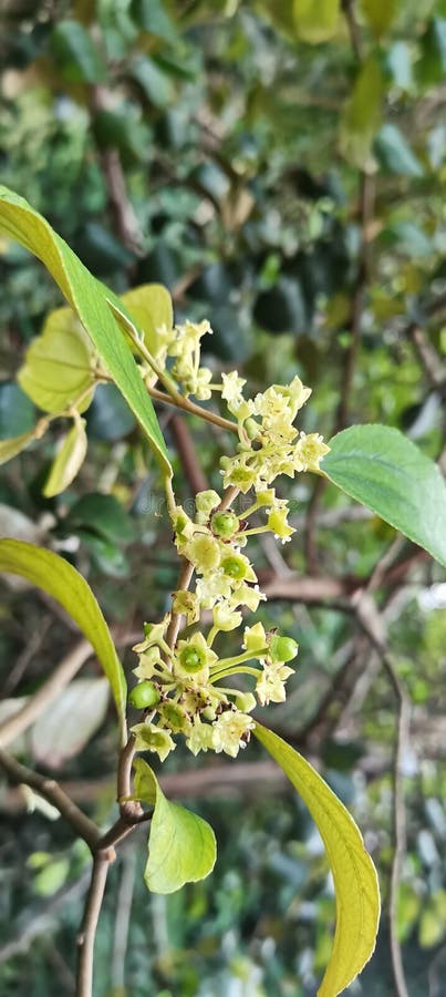 The Futsa Apple Plant is in Bloom Stock Image - Image of herb ...