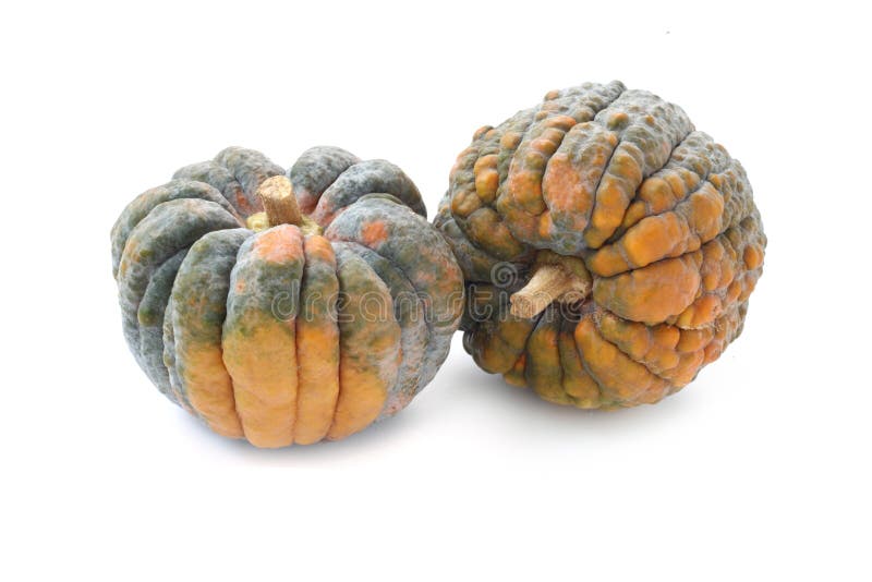 Black Futsu Squash stock image. Image of dark, black - 44346773