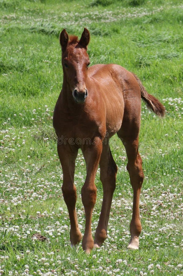 Running colt stock image. Image of playing, brown, colt - 8798641