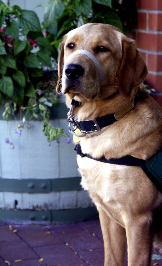 Future Guide stock image. Image of obedient, animal, hound - 436339