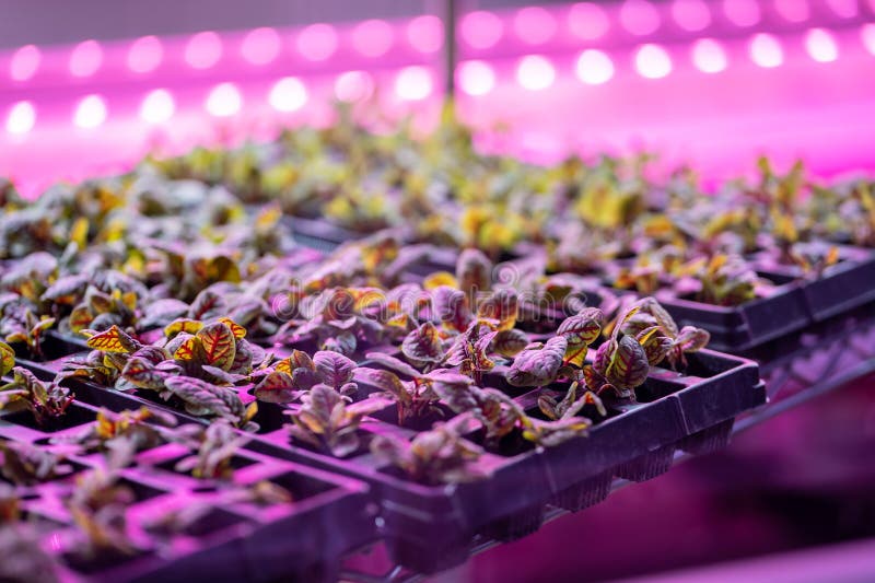 Microgreens Growing Hydroponically in Vertically Stacked Layers ... Microgreens Growing Hydroponically in Vertically Stacked Layers ...