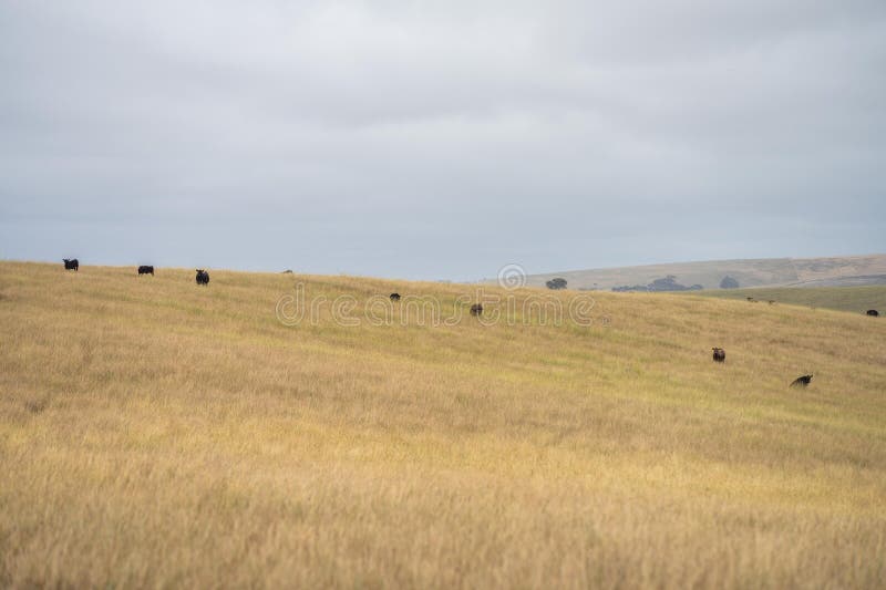 Future Livestock Farming, Sustainable Agriculture Practices on a Cow ... Future Livestock Farming, Sustainable Agriculture Practices on a Cow ...