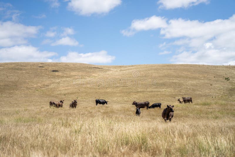 Future Livestock Farming, Sustainable Agriculture Practices on a Cow ... Future Livestock Farming, Sustainable Agriculture Practices on a Cow ...