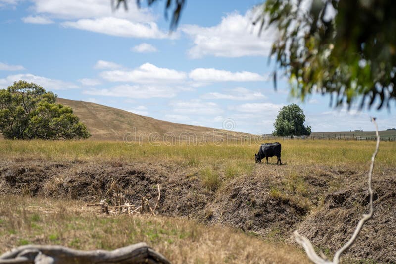 Future Livestock Farming, Sustainable Agriculture Practices on a Cow ... Future Livestock Farming, Sustainable Agriculture Practices on a Cow ...