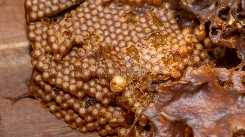 The Future Queen Egg of Stingless Bee is Bigger Than Other Eggs Stock ...