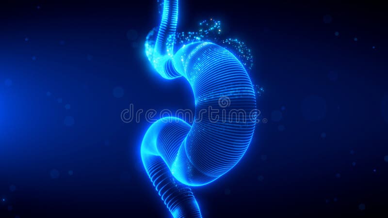Futuristic Scanning Effect of Human Stomach Anatomy Stock Illustration ...