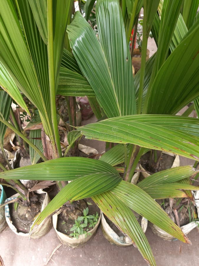 Futuro De Las Plantas De Coco De Los Alimentos Y Bebidas. Foto de ...