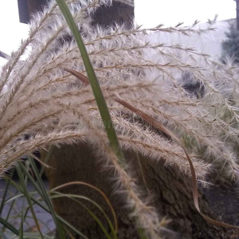 Fuzz stock photo. Image of nature, plants, weeds, fuzz - 161569774