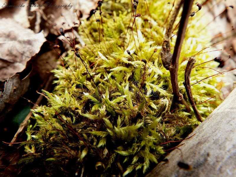 Plant with fuzz stock photo. Image of nature, pretty - 14688772