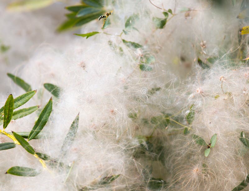 Fuzz on the Plant in Nature Stock Photo - Image of nature, stem: 108897448