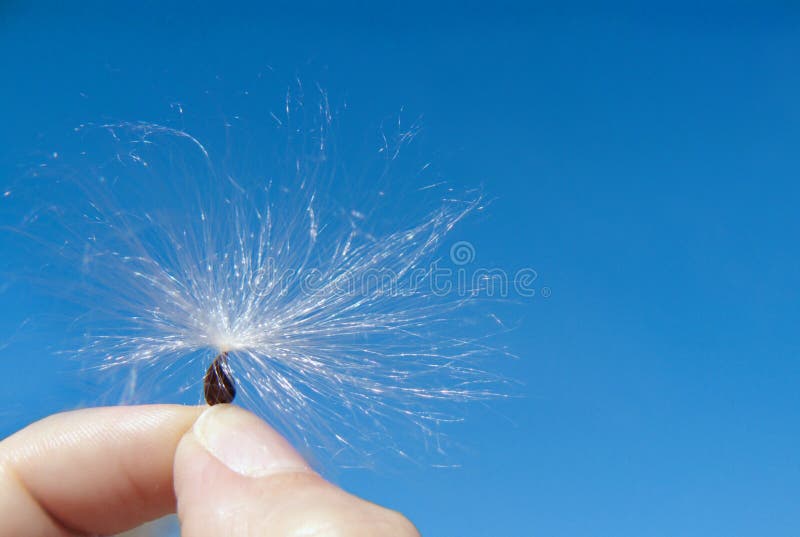 Fuzz stock image. Image of nature, fuzz, imponderable - 45550973