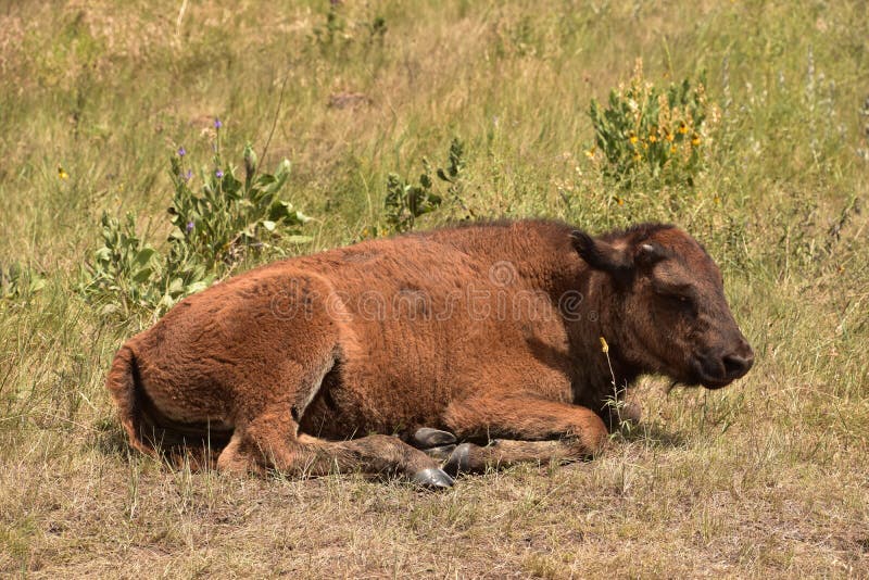 Fuzzy Baby Bison Calf Laying Down in the Summer Stock Photo - Image of ...