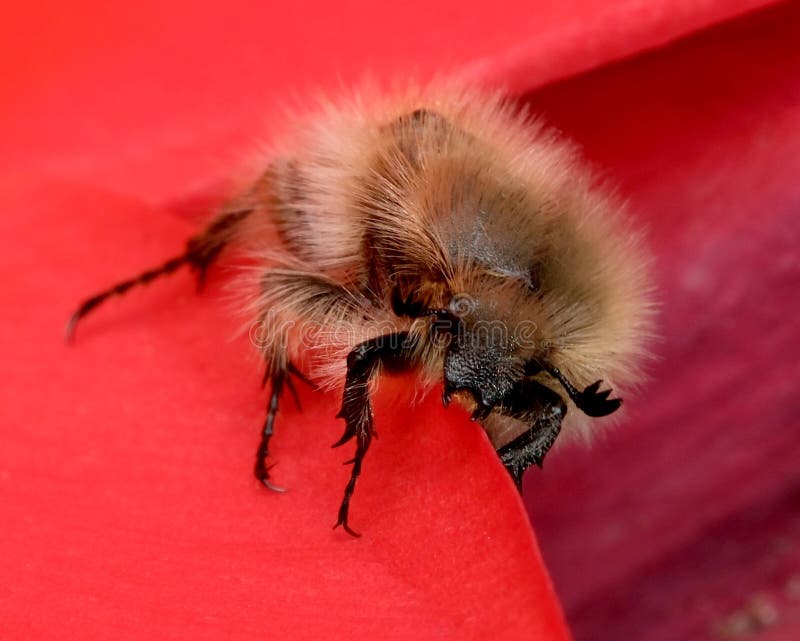 Fuzzy Bee Bright Red Petals Stock Photos - Free & Royalty-Free Stock ...