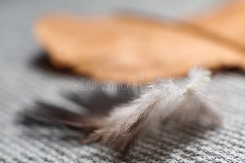 Fuzzy Bird Feathers on a Blurred Background Stock Image - Image of ...