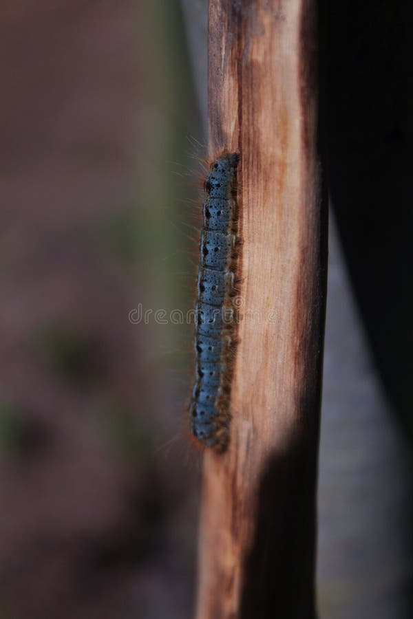 Fuzzy Black and Blue Caterpillar Stock Photo - Image of hiding, black ...