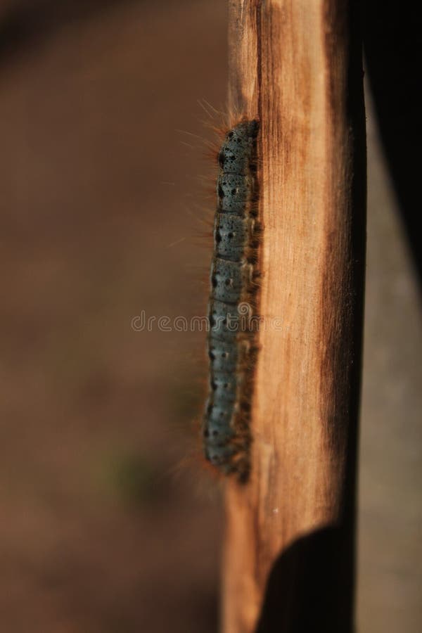 Fuzzy Black Y Caterpillar Azul Foto de archivo - Imagen de hoja ...