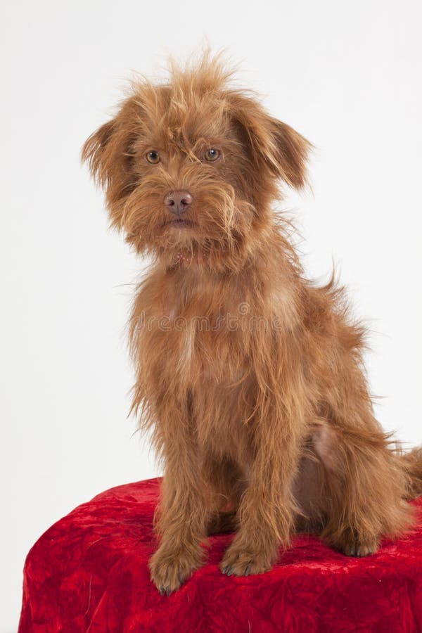 Rabbits eating carrots stock photo. Image of feeding, chews - 5427310