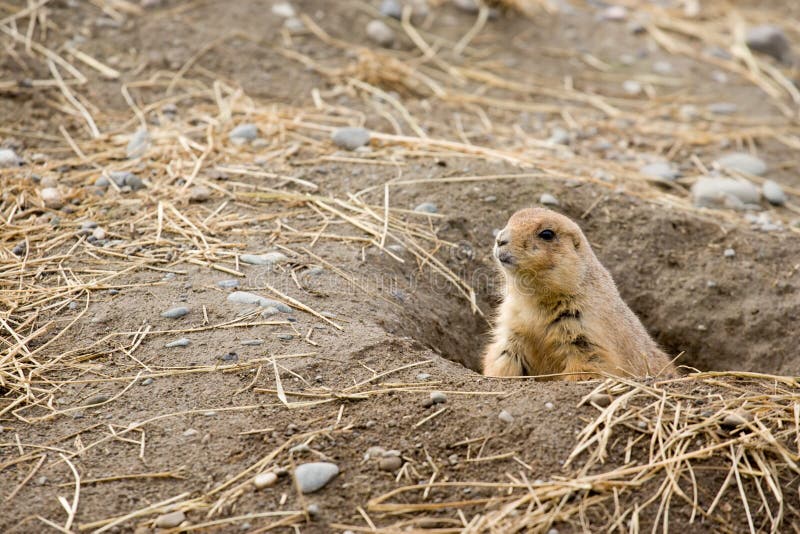 Fuzzy Brown Prairie Dog stock image. Image of peeping - 2217741