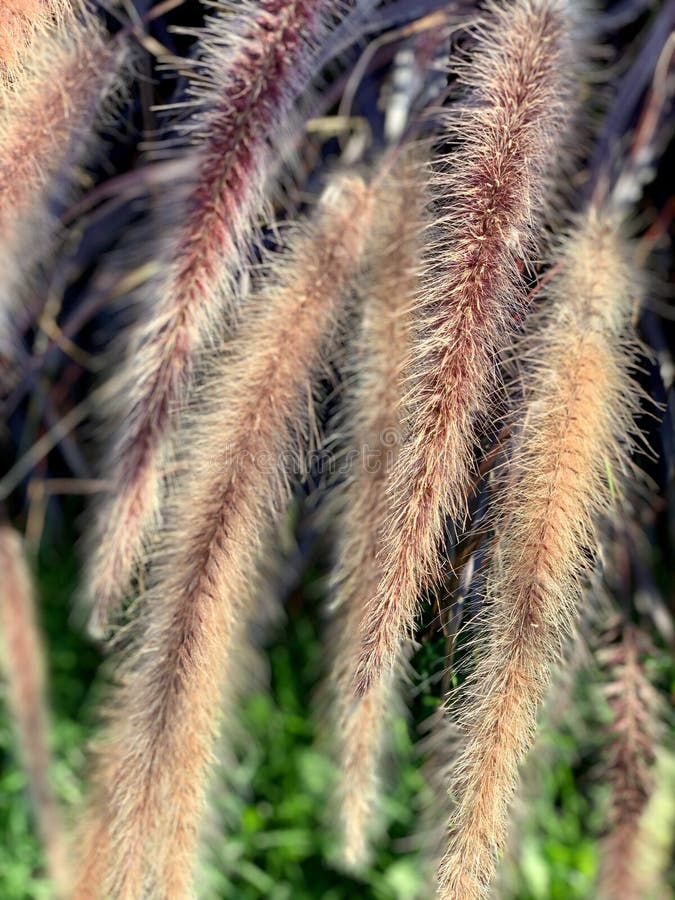 Fuzzy Brown Tree Bark stock photo. Image of muslin, multiply - 477046