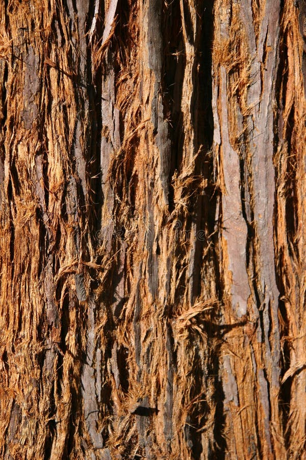 Fuzzy Brown Tree Bark stock photo. Image of muslin, multiply - 477046
