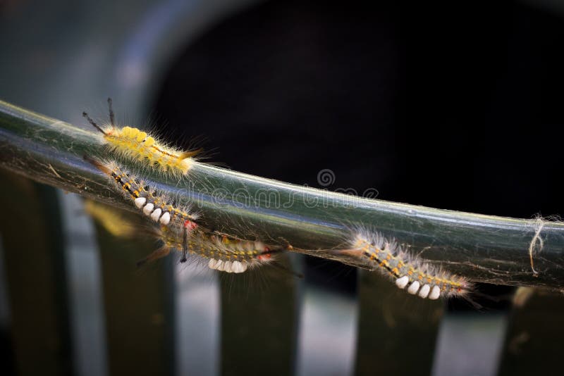 Fuzzy Bugs stock photo. Image of perspective, yellow - 70333172