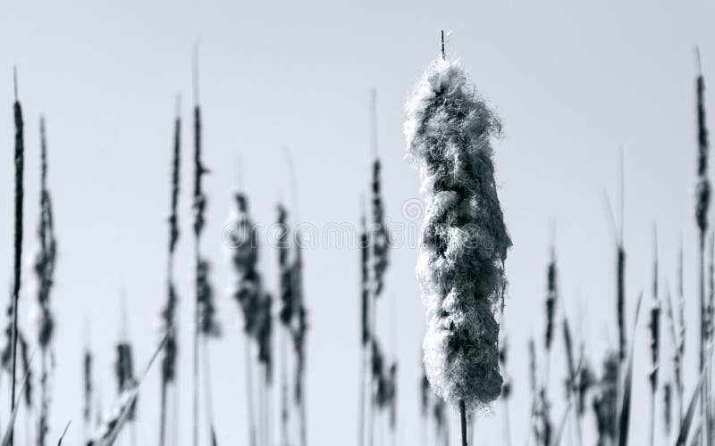 Fuzzy Bullrushes Stock Photos - Free & Royalty-Free Stock Photos from ...