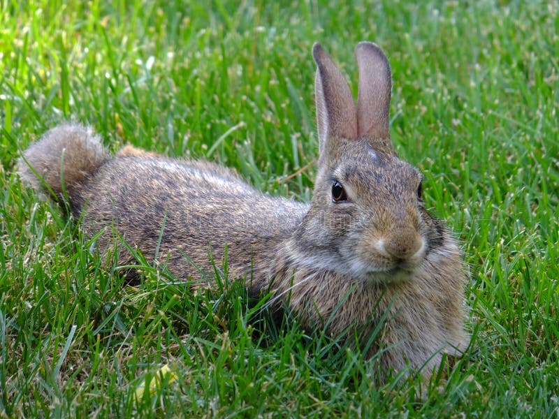 Fuzzy Bunny Stock Images - Download 3,205 Royalty Free Photos