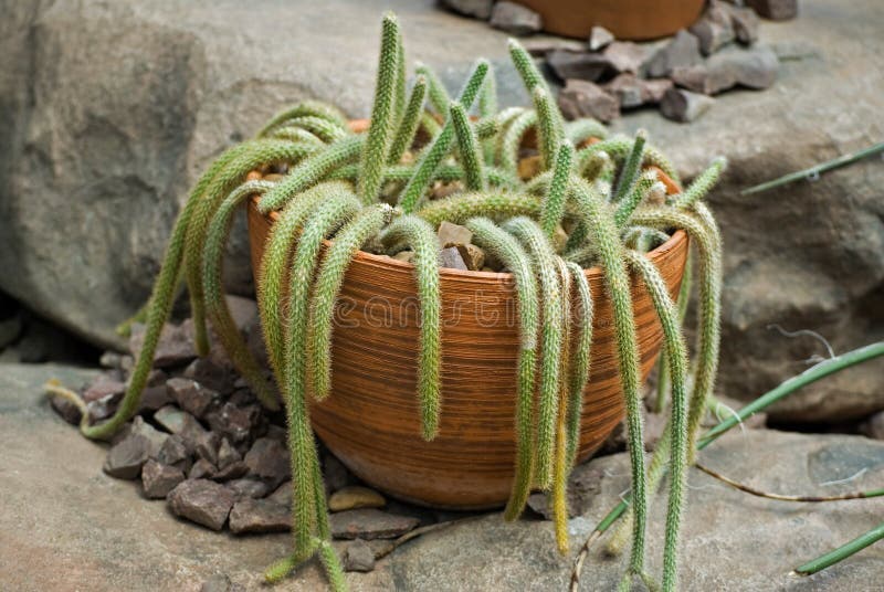 Fuzzy Cactus stock image. Image of garden, desert, arid - 9187053